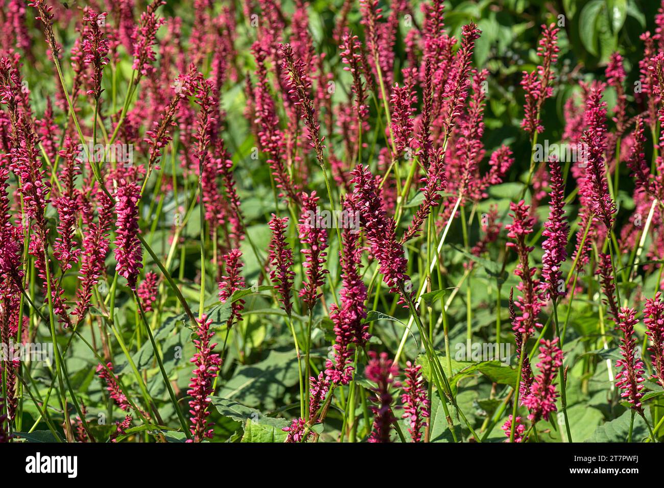 Red flowers of pinkweed (Persicaria) (Bistorta), Bavaria, Germany Stock ...