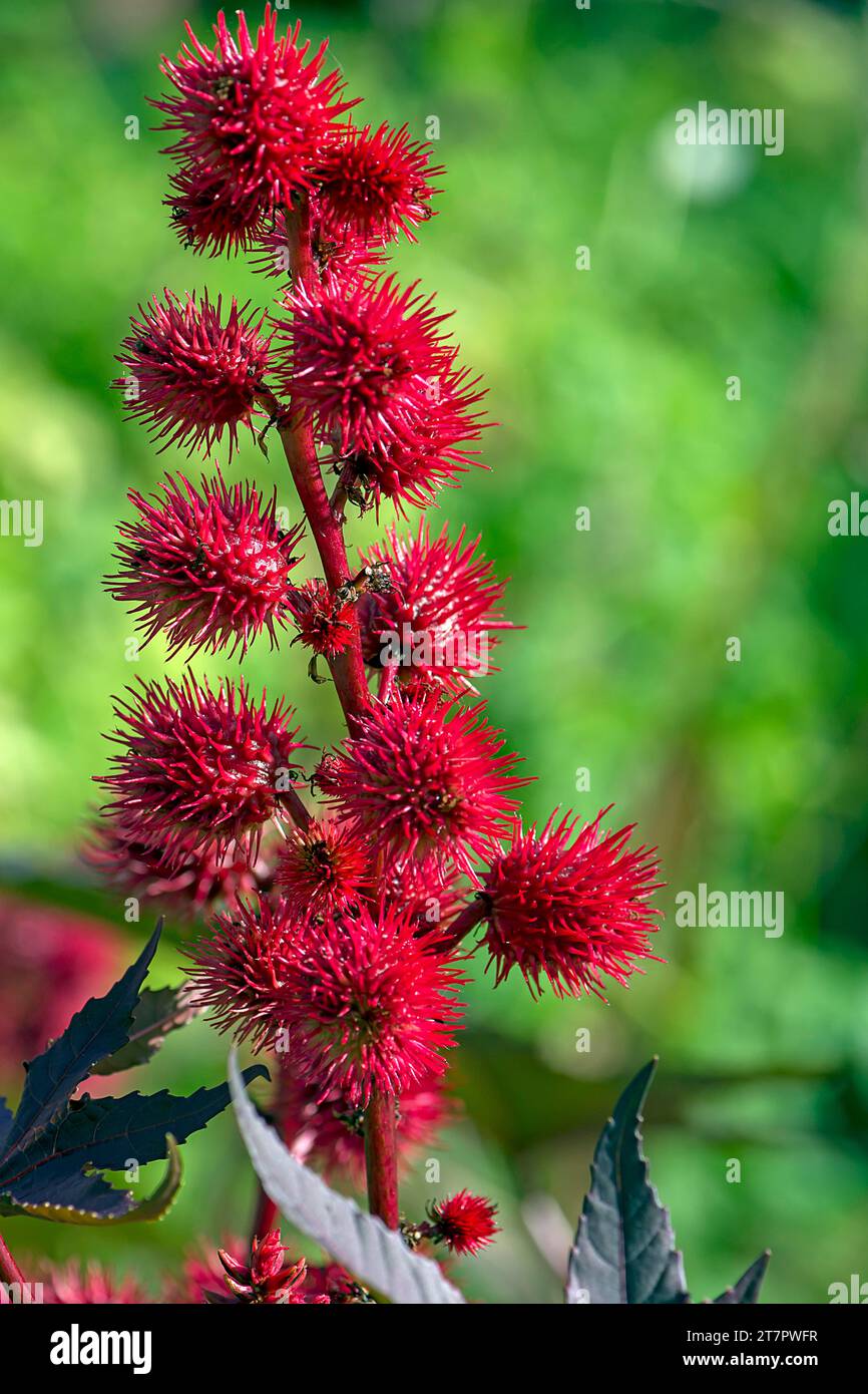 Fruit from the castor oil plant (Ricinus communis), Bavaria, Germany ...