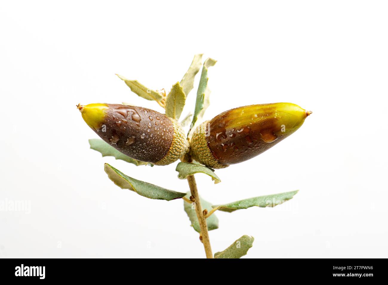 Ripe acorns with dewdrops on the branch of an oak isolated on a white ...