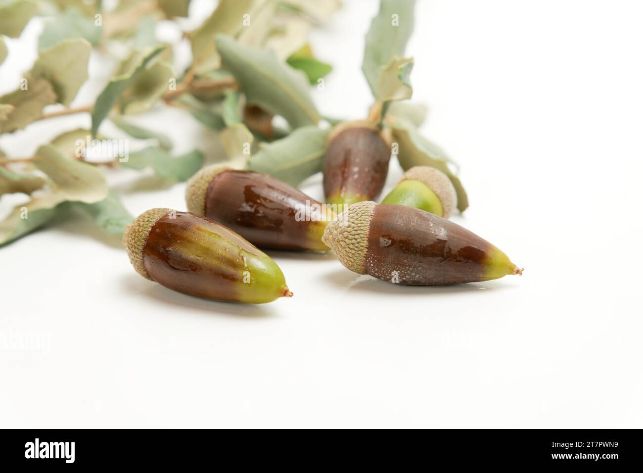 Ripe acorns hi-res stock photography and images - Alamy