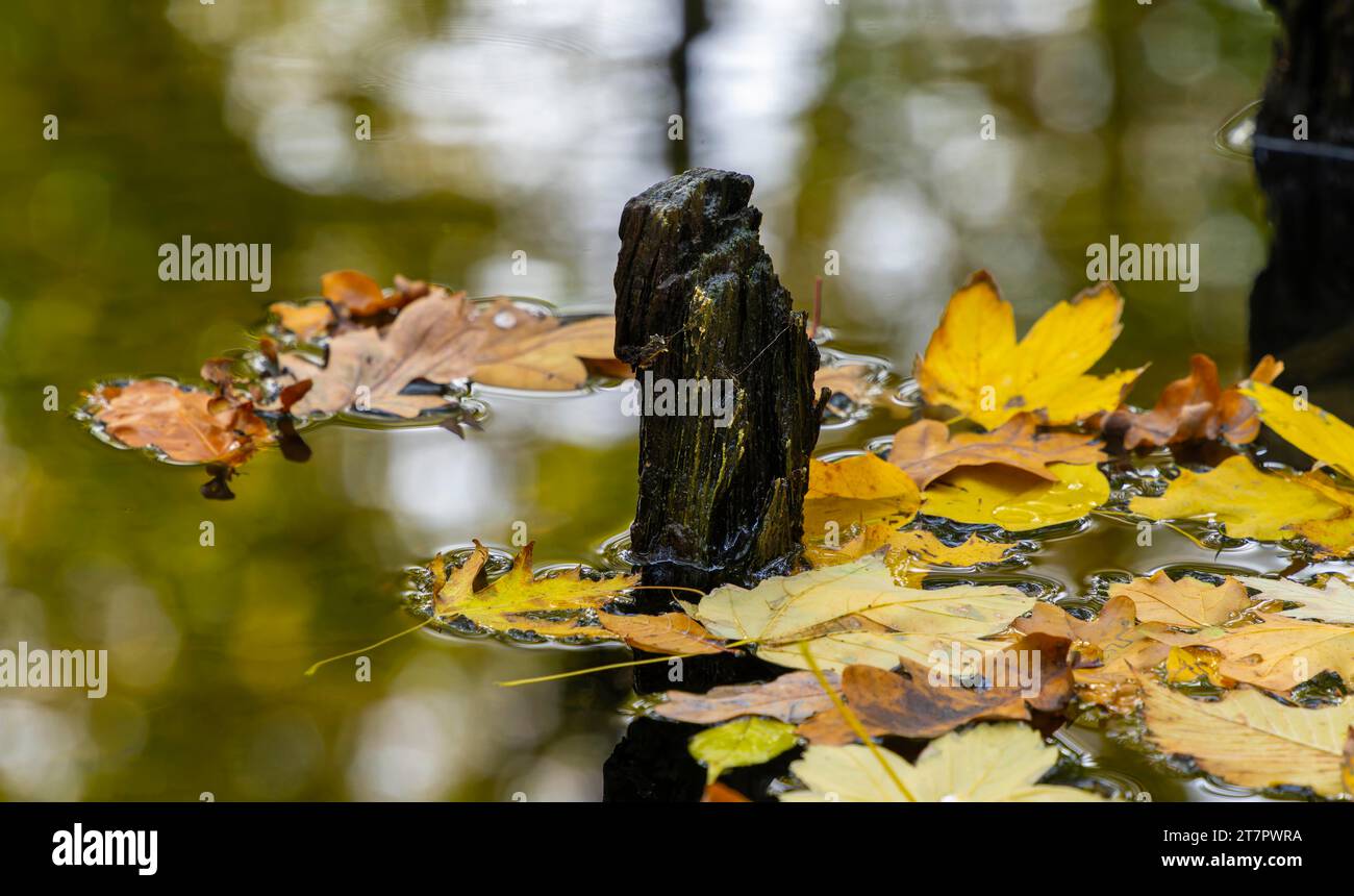 Autumn time, foliage in the water, Berlin, Germany Stock Photo - Alamy