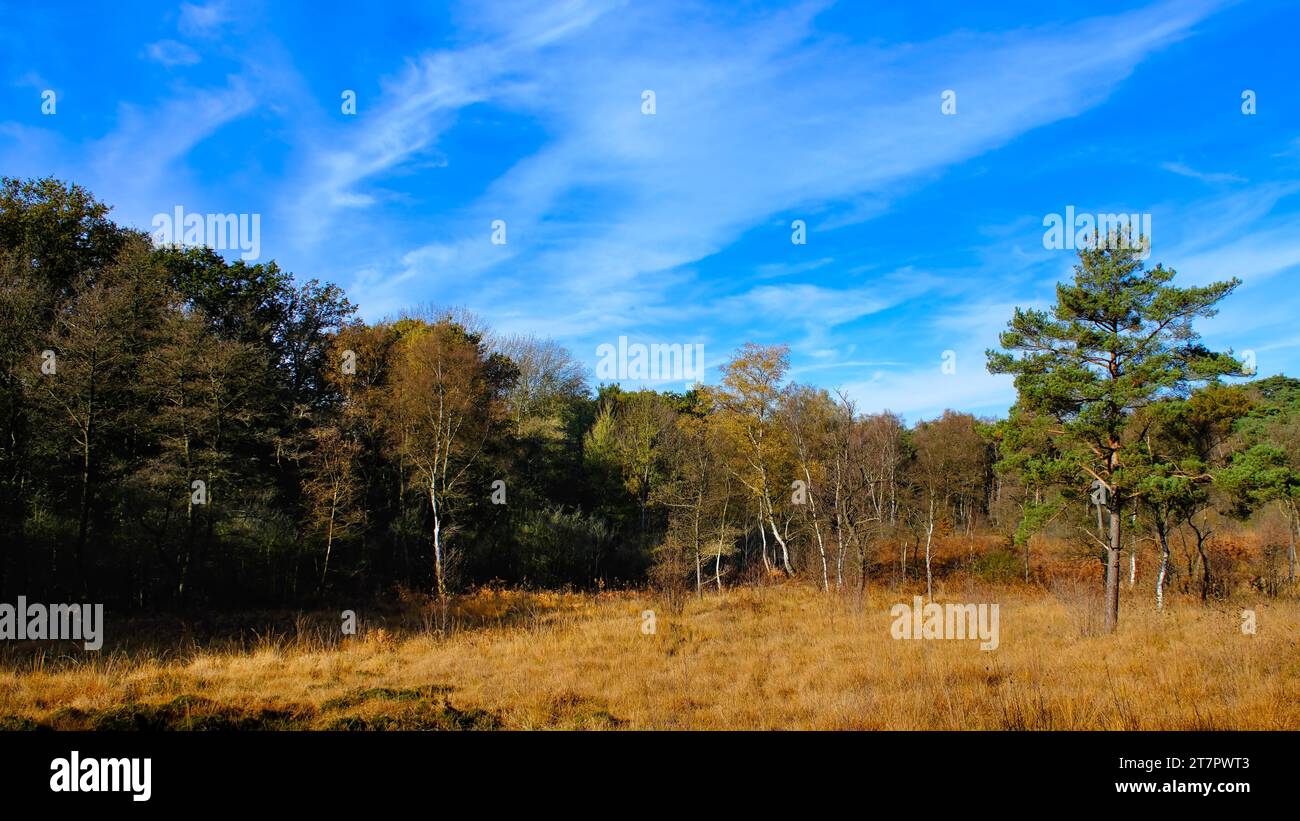 Autumn in the German forest, bright colours, North Rhine-Westphalia ...
