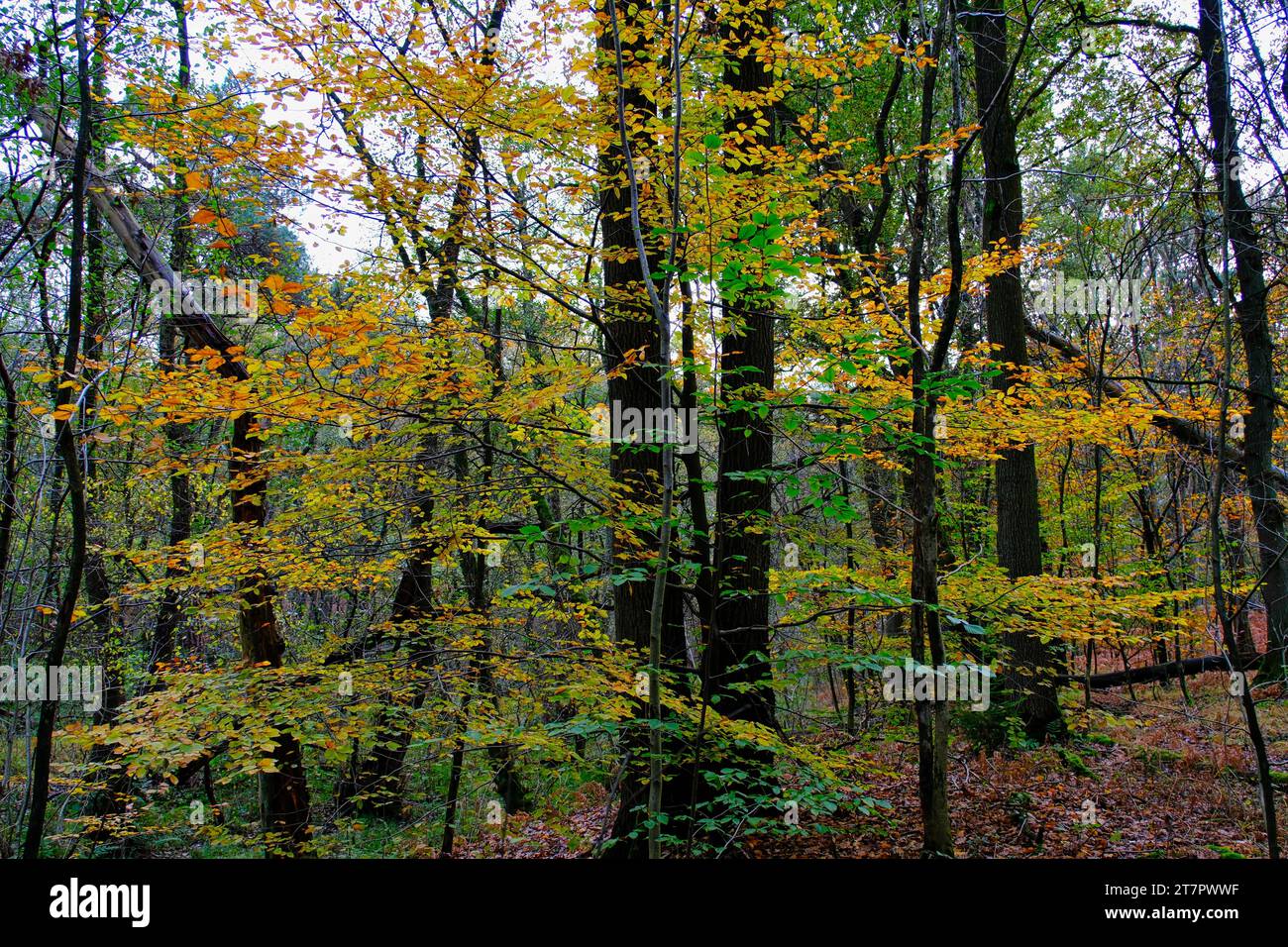 Autumn in the German forest, bright colours, North Rhine-Westphalia ...