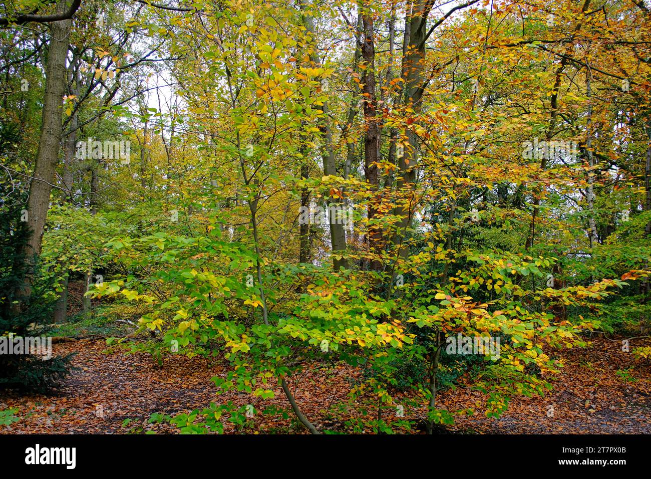 Autumn in the German forest, bright colours, North Rhine-Westphalia ...
