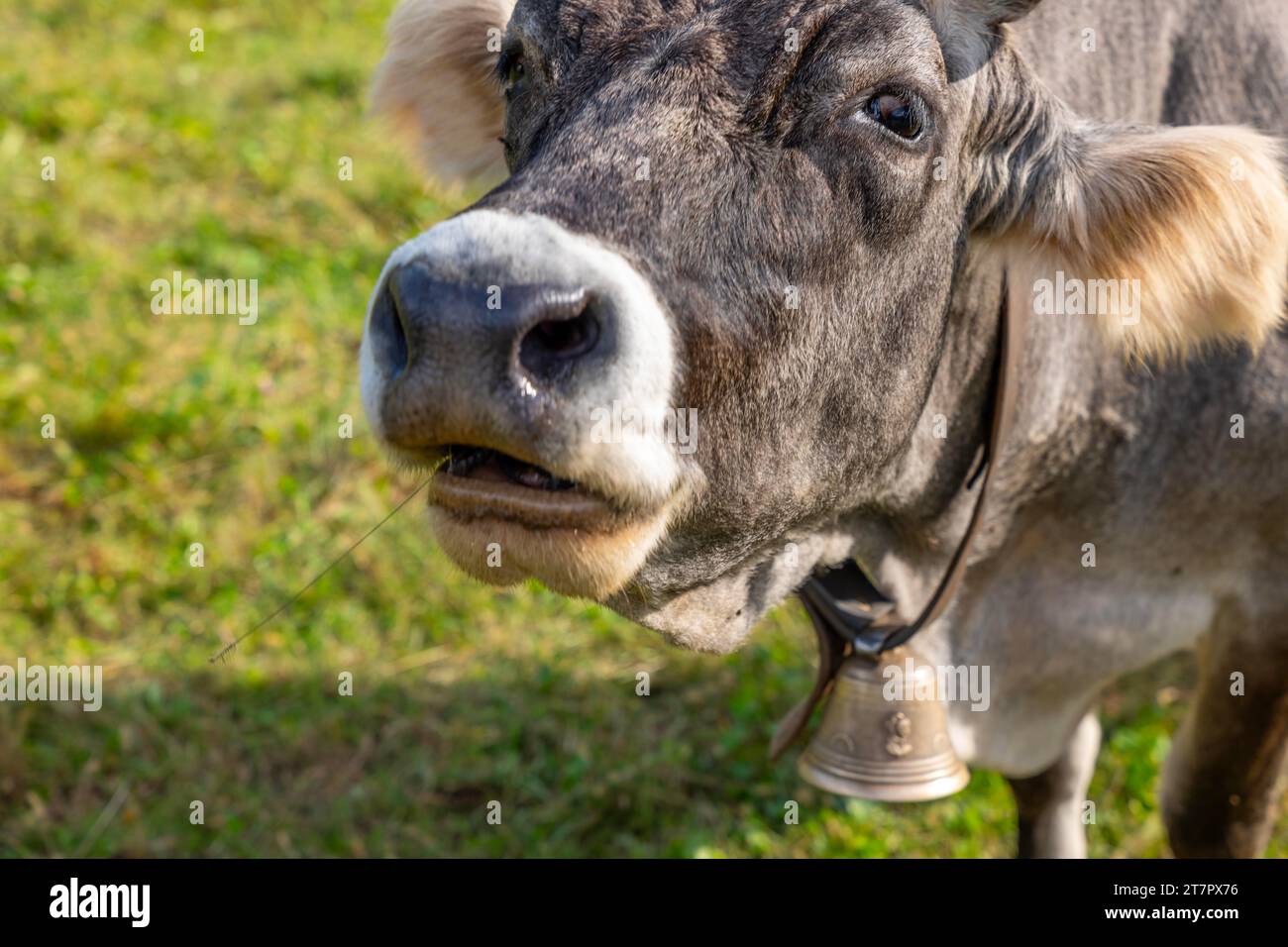 Animal mouth open cow hi-res stock photography and images - Alamy