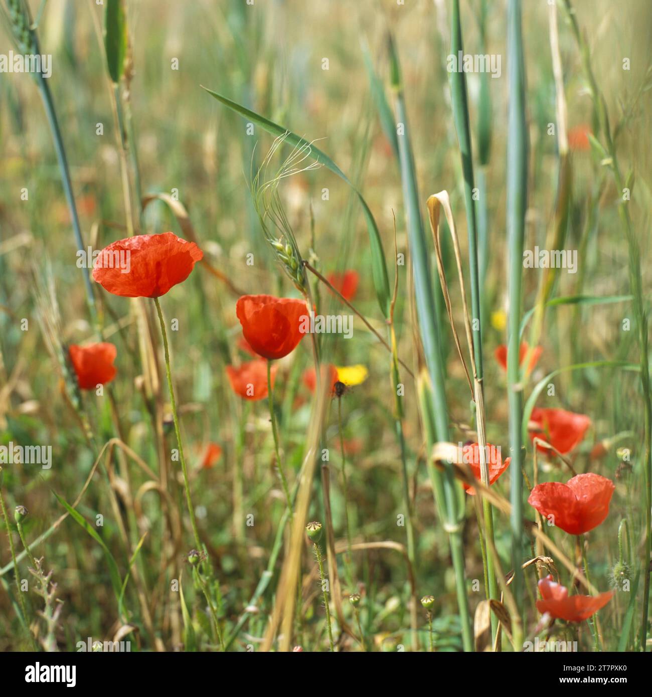 Malta, Flora: Wildflowers Stock Photo - Alamy