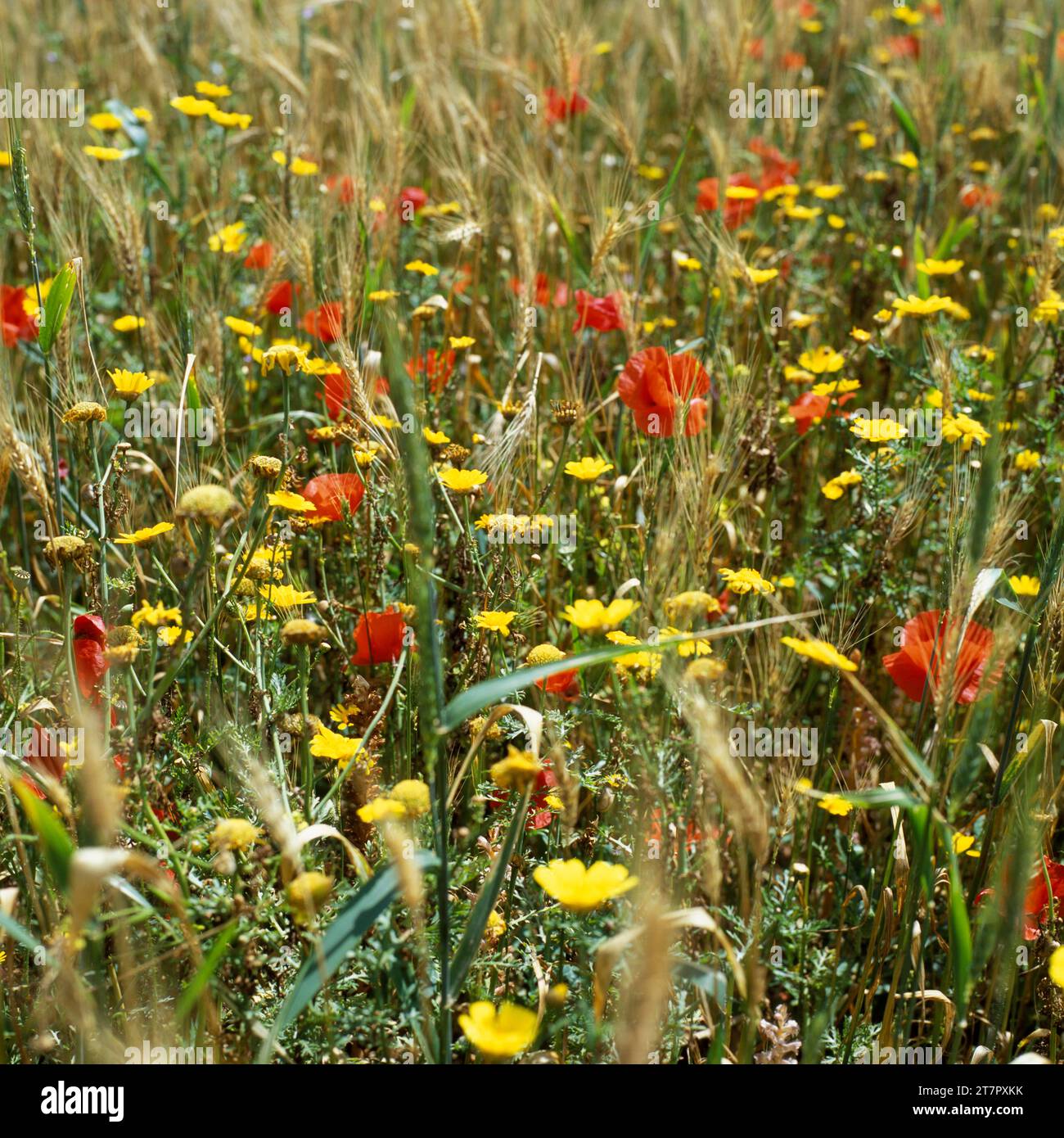 Malta, Flora: Wildflowers Stock Photo - Alamy