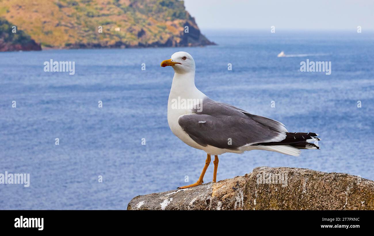 Large seagull, profile, sitting on fortress wall, boat, Lipari town ...