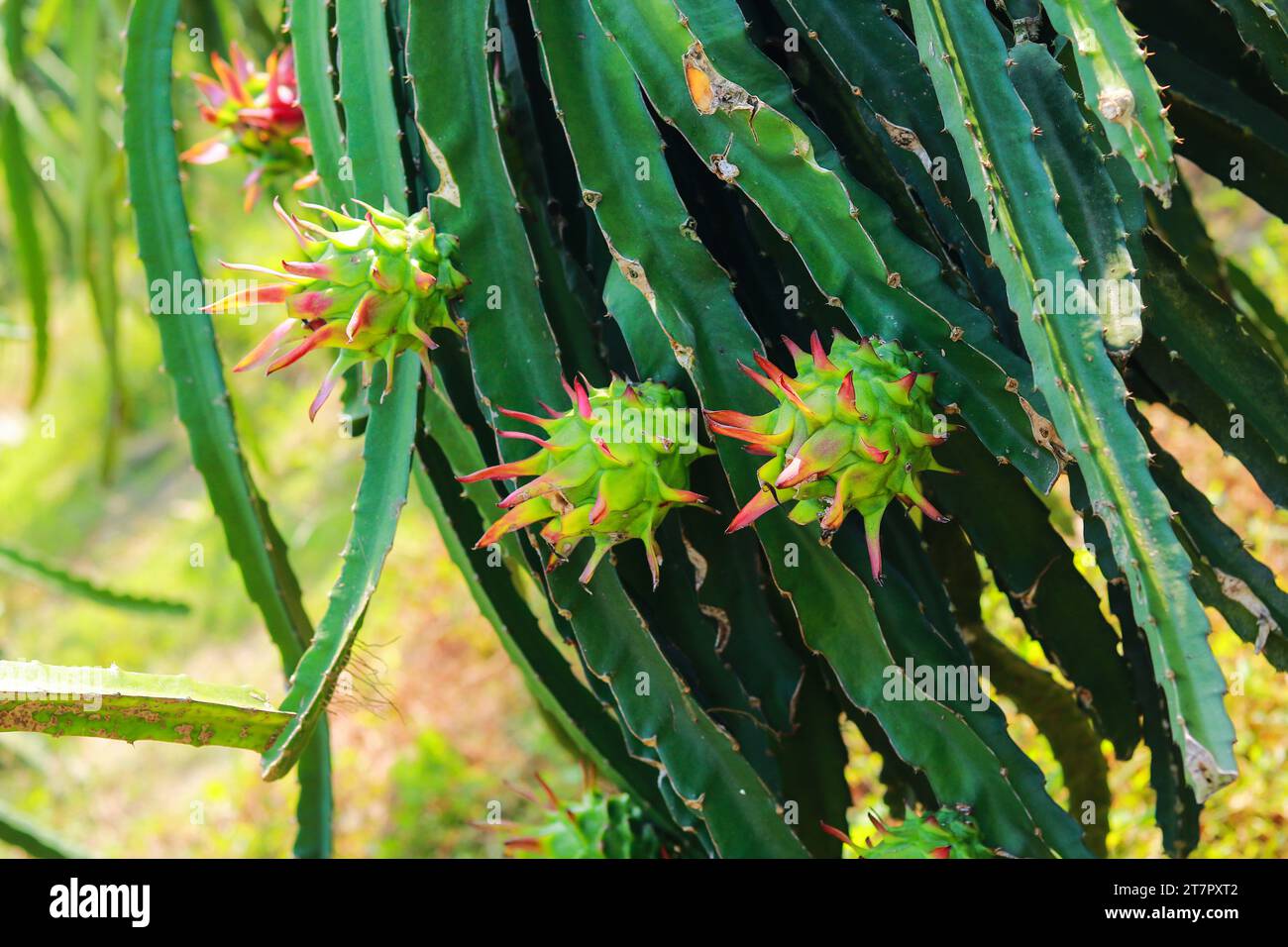 Dragon fruit on the tree, close-up of dragon fruit in the garden Stock ...