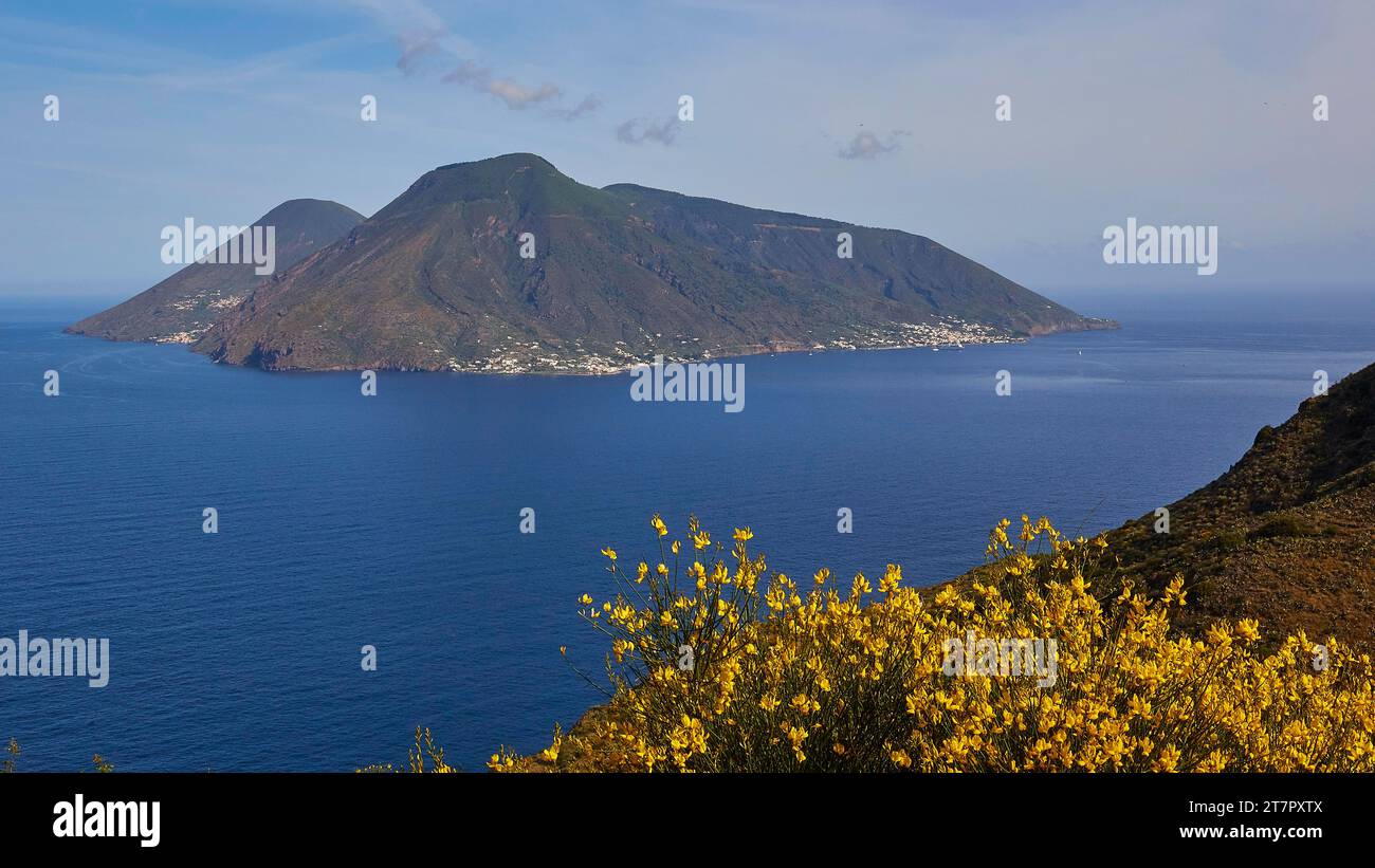 Broom bushes, Salina, island, Lipari, Lipari Islands, Aeolian Islands ...