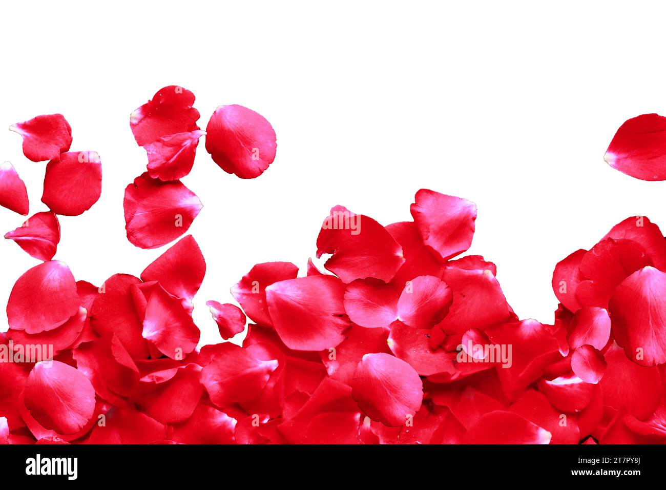Floating red rose petals isolated on a white background, Beautiful rose ...