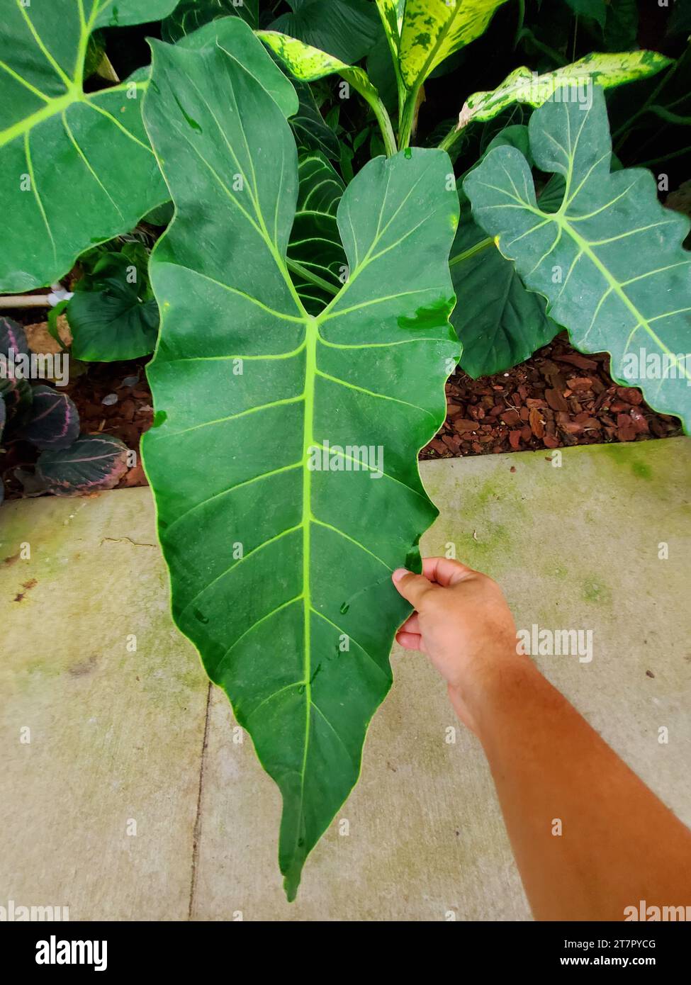 A large and long leaf of Philodendron Maximum Stock Photo - Alamy
