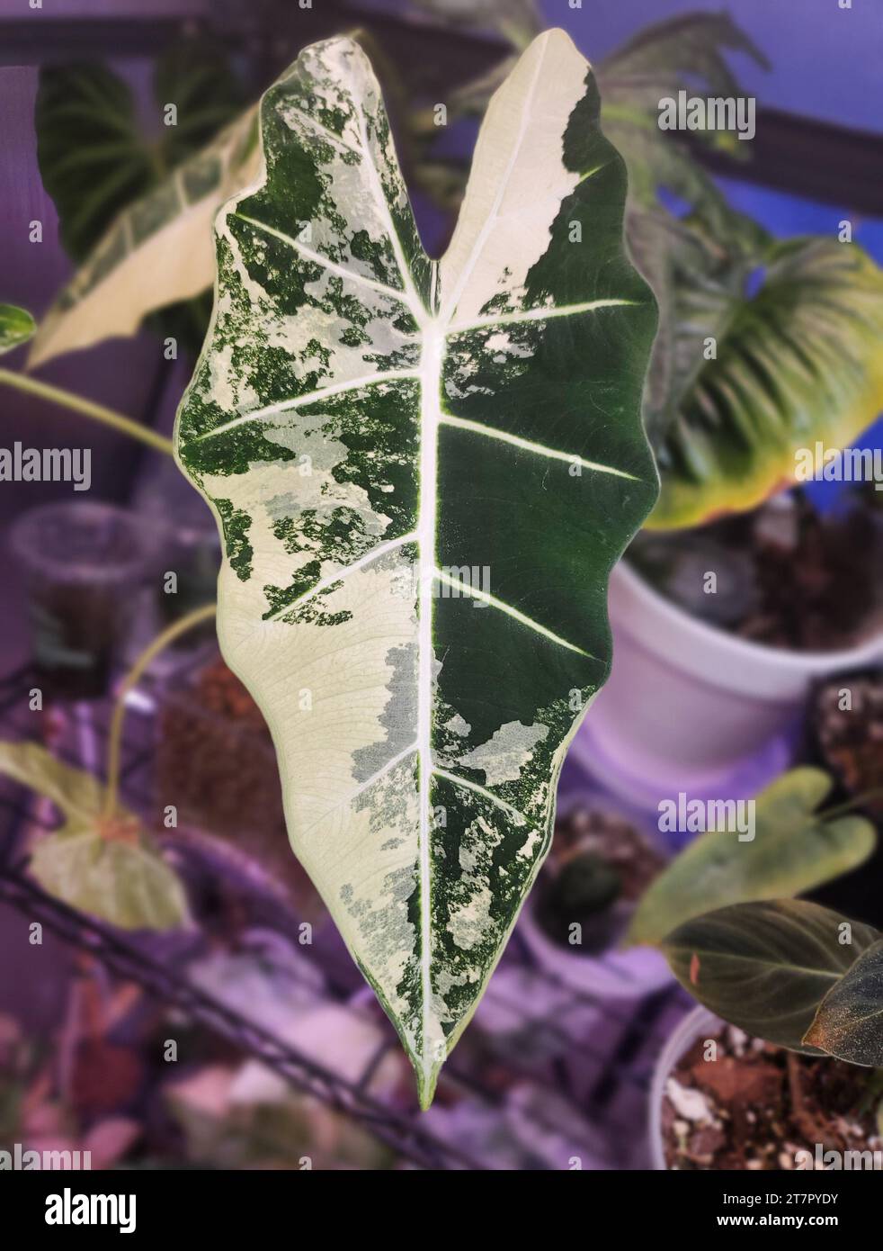 Stunning white and green marbled leaf of Alocasia Frydek variegated, a ...