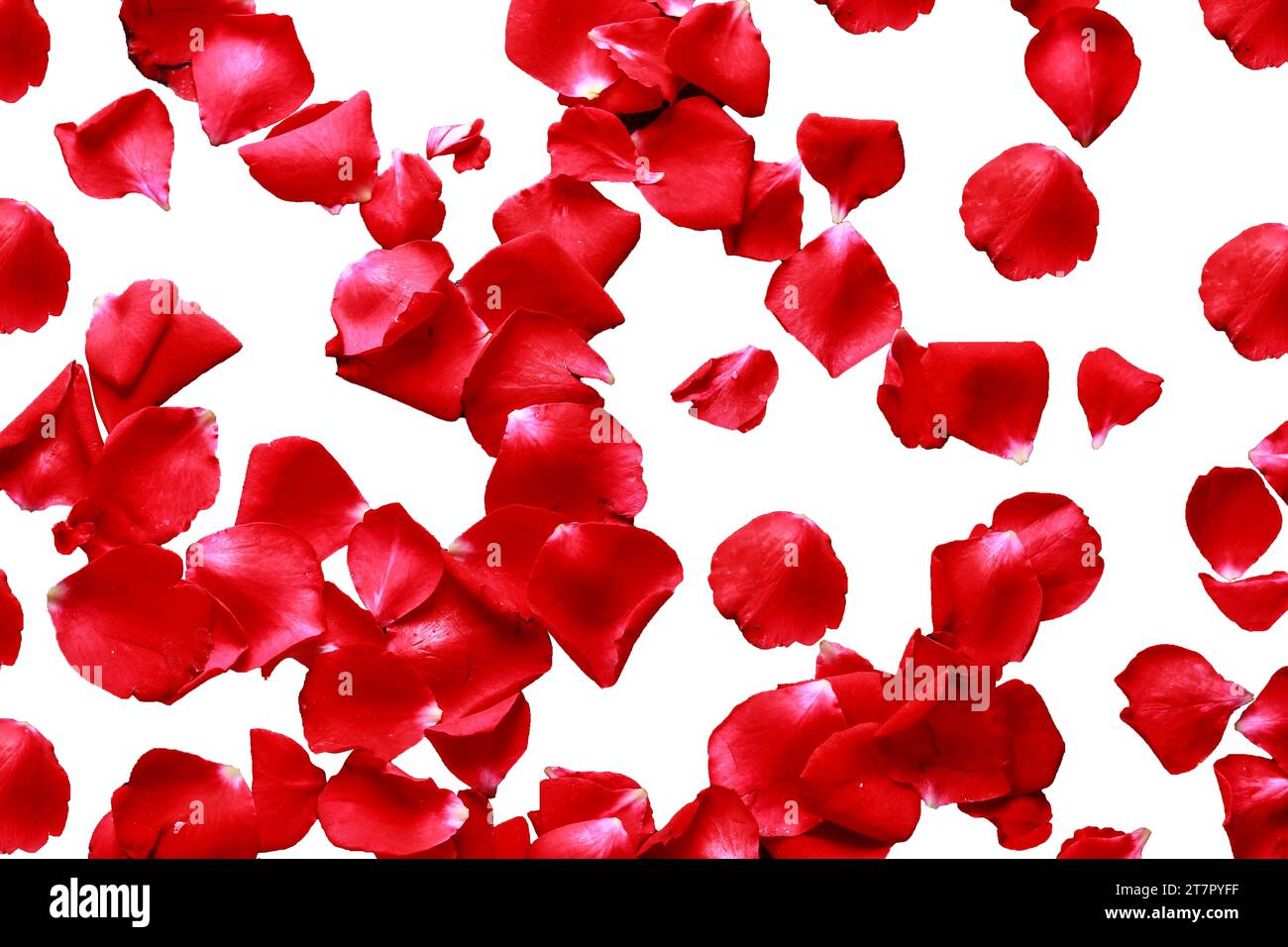 Floating red rose petals isolated on a white background, Beautiful rose ...
