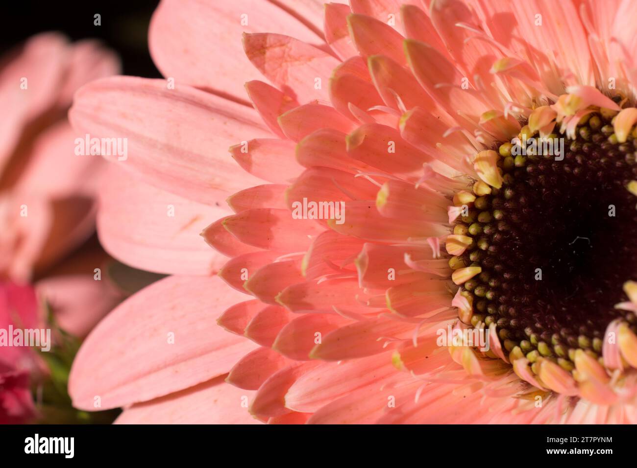 Beautiful colorful natural spring flowers in macro view Stock Photo - Alamy