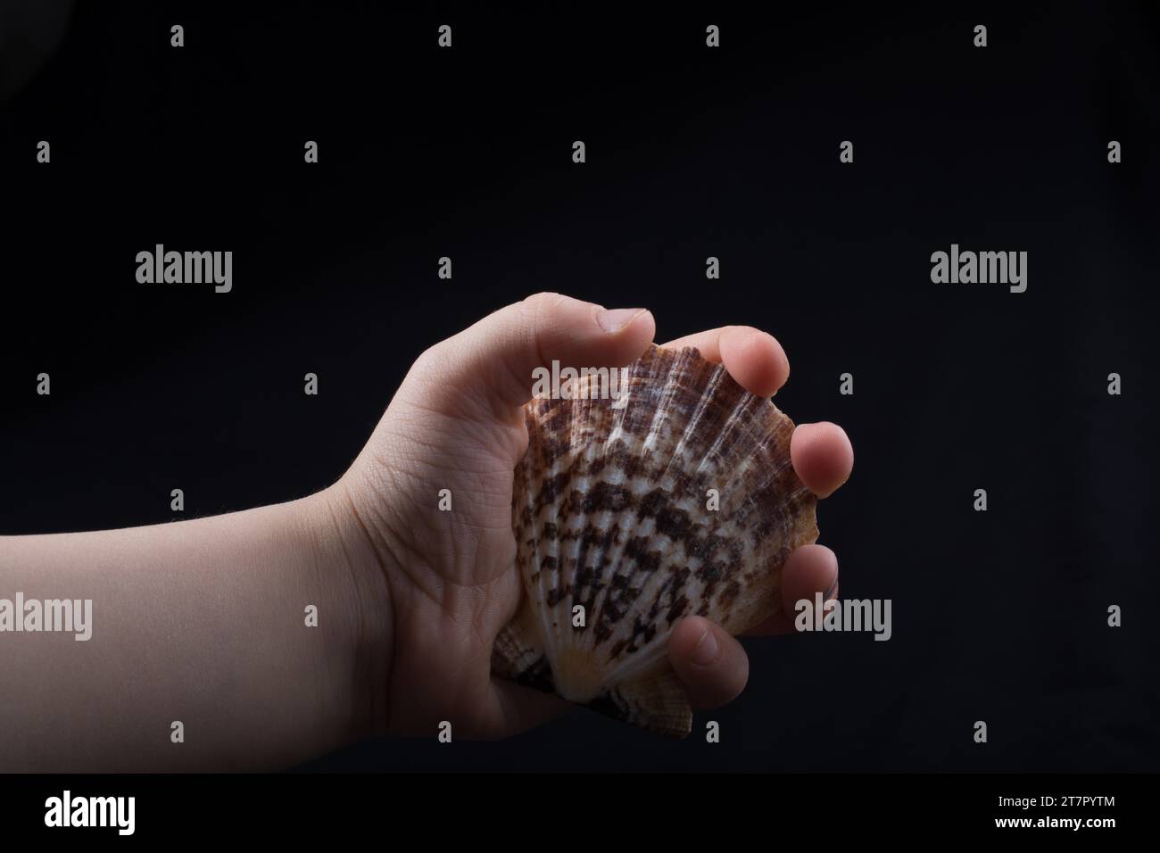 Hand holding beautiful seashell in hand on black Stock Photo - Alamy