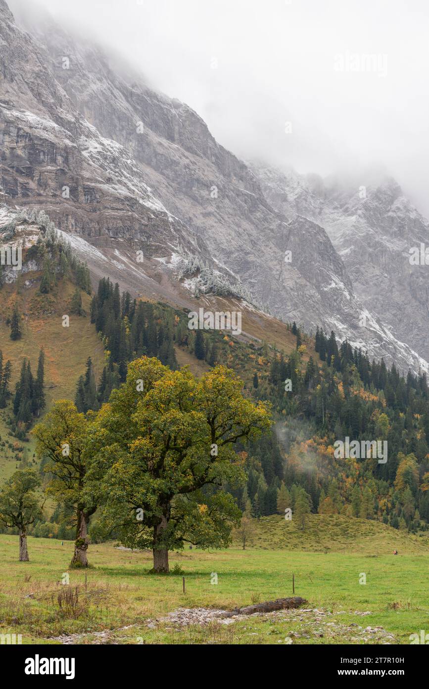 Early morning fog in the Karwendel nature park Park, large maple ground ...