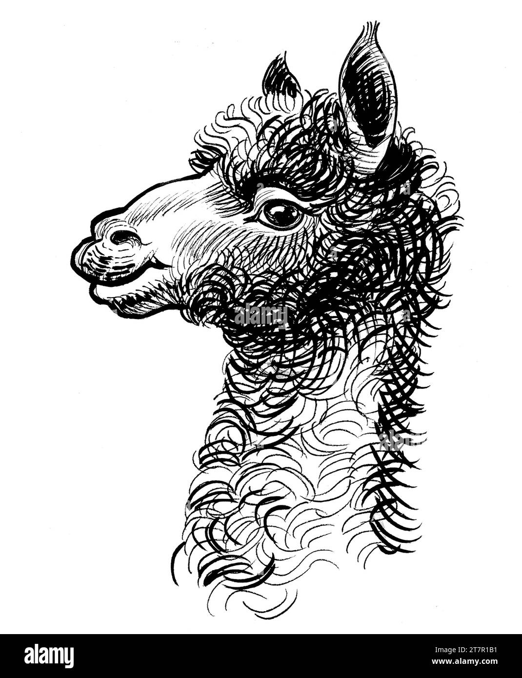 Alpaca head. Hand-drawn ink black and white drawing Stock Photo - Alamy