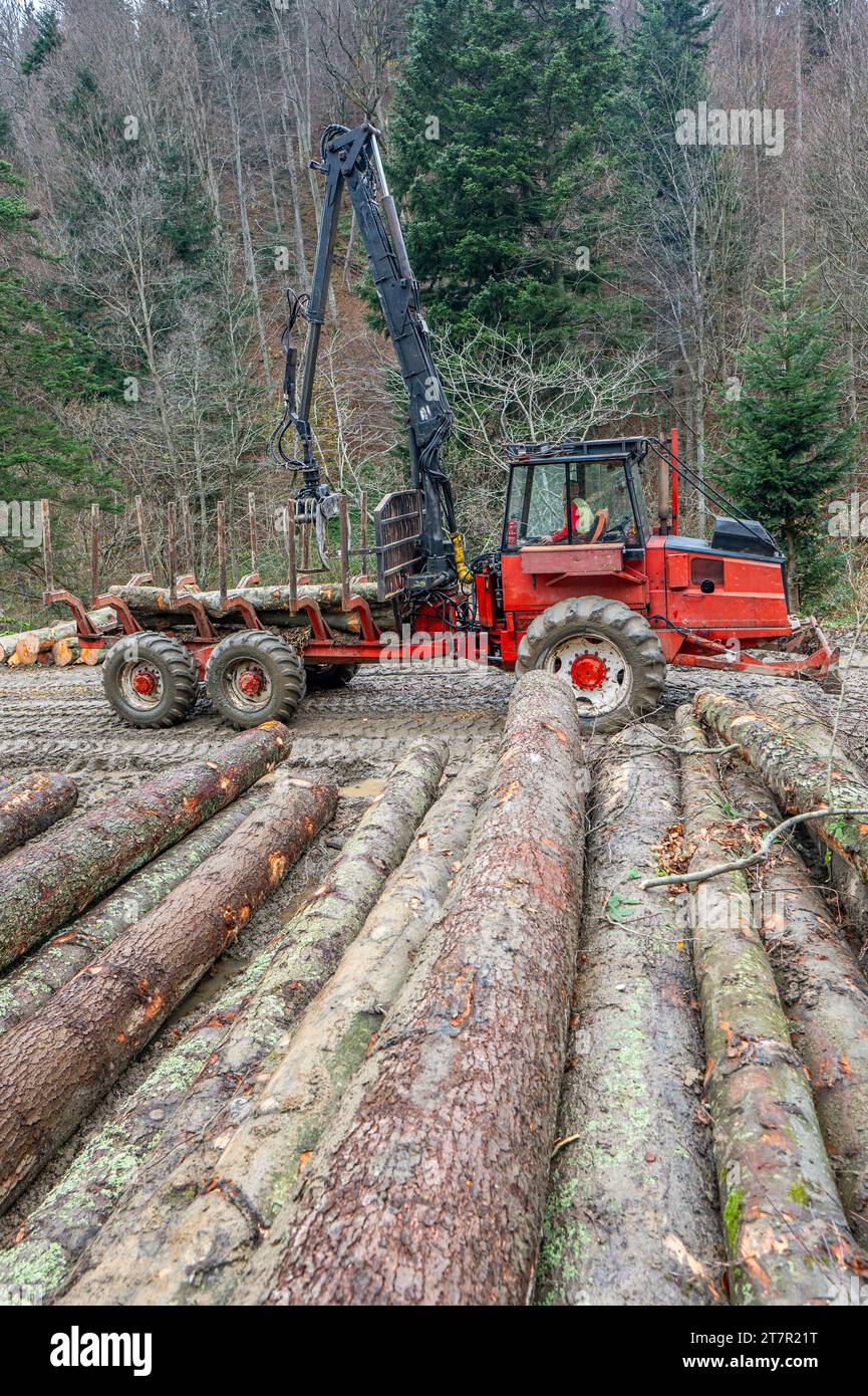 Specialized tractor forwarder folding wood in the forest. The ...