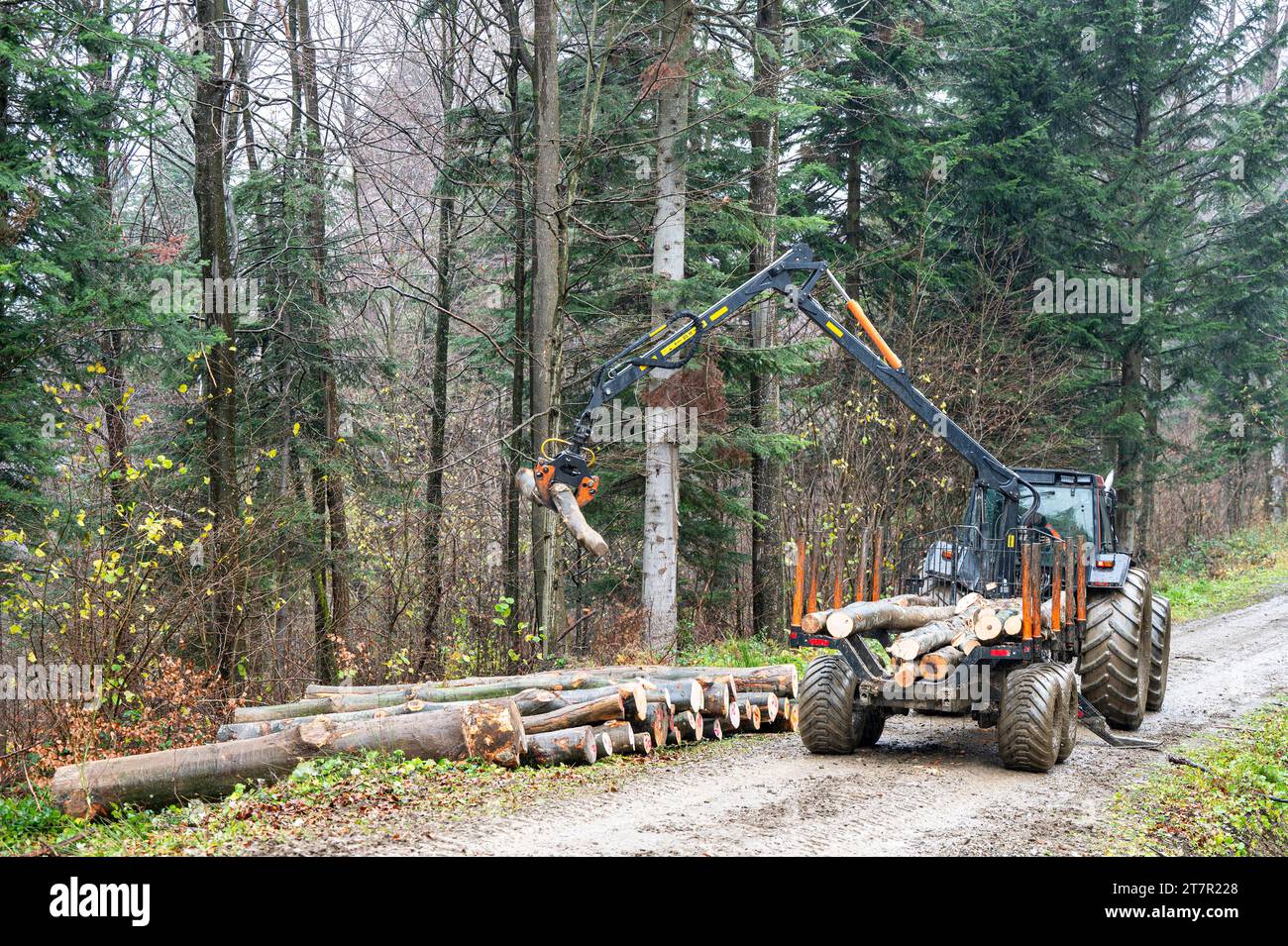 A specialized forest tractor working with logging in the rain in the ...