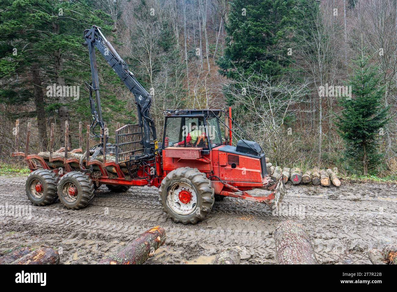 Specialized tractor forwarder folding wood in the forest. The ...