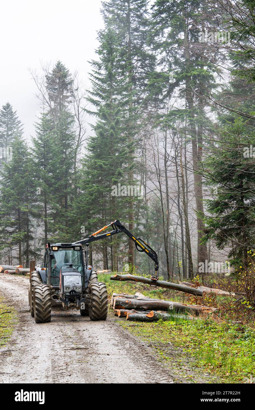A specialized forest tractor working with logging in the rain in the ...