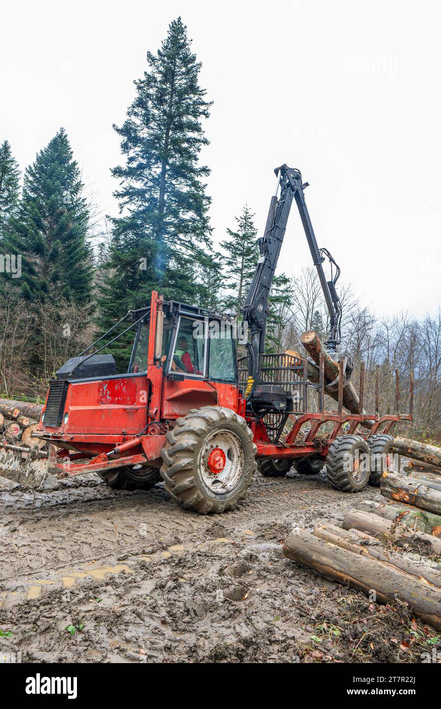 Specialized tractor forwarder folding wood in the forest. The ...