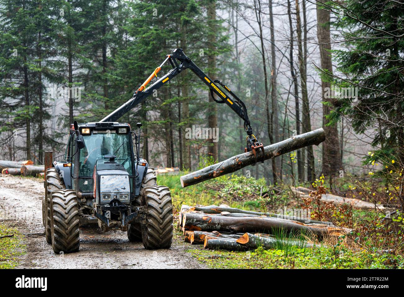 A specialized forest tractor working with logging in the rain in the ...