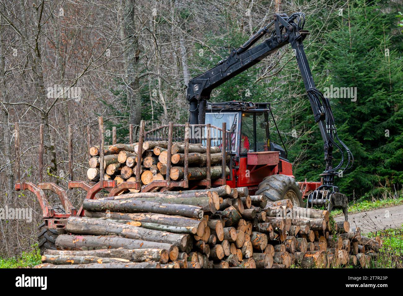 Specialized tractor forwarder folding wood in the forest. The ...