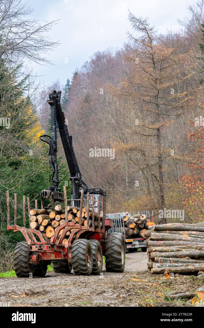 Specialized tractor forwarder folding wood in the forest. The ...