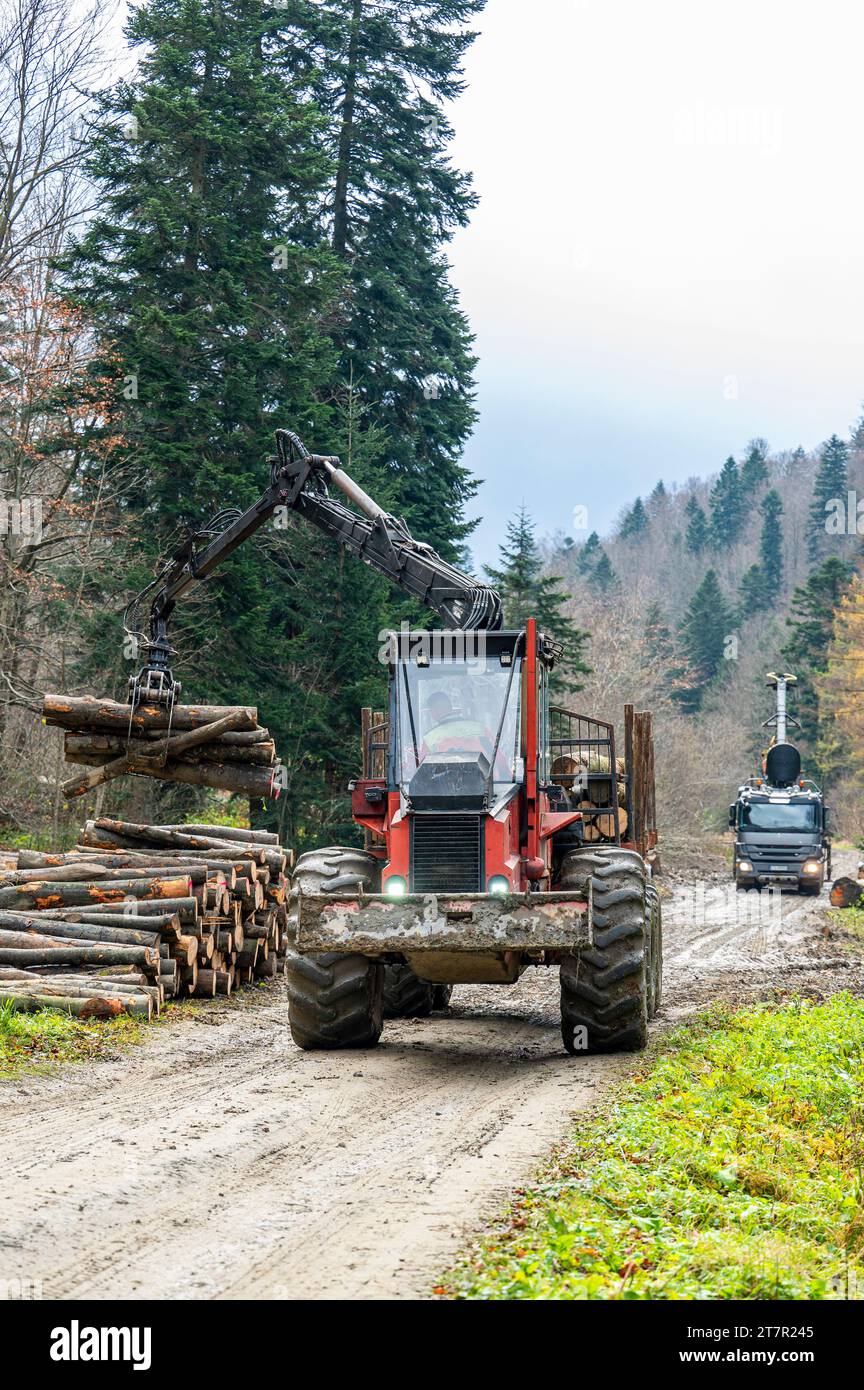 Specialized tractor forwarder folding wood in the forest. The ...