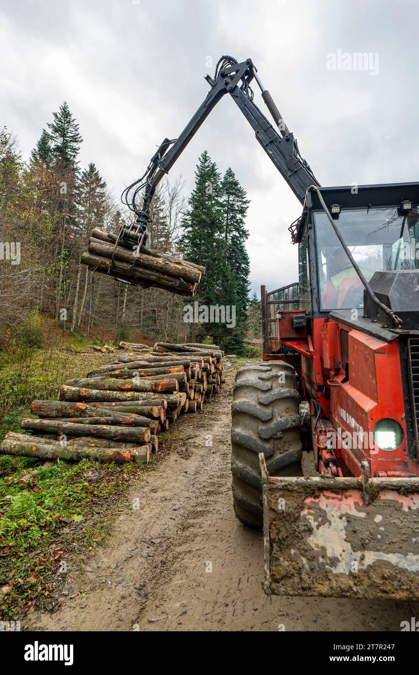 Specialized tractor forwarder folding wood in the forest. The ...