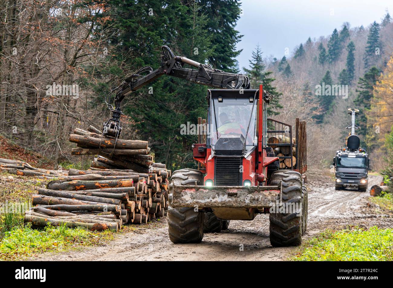 Specialized tractor forwarder folding wood in the forest. The ...
