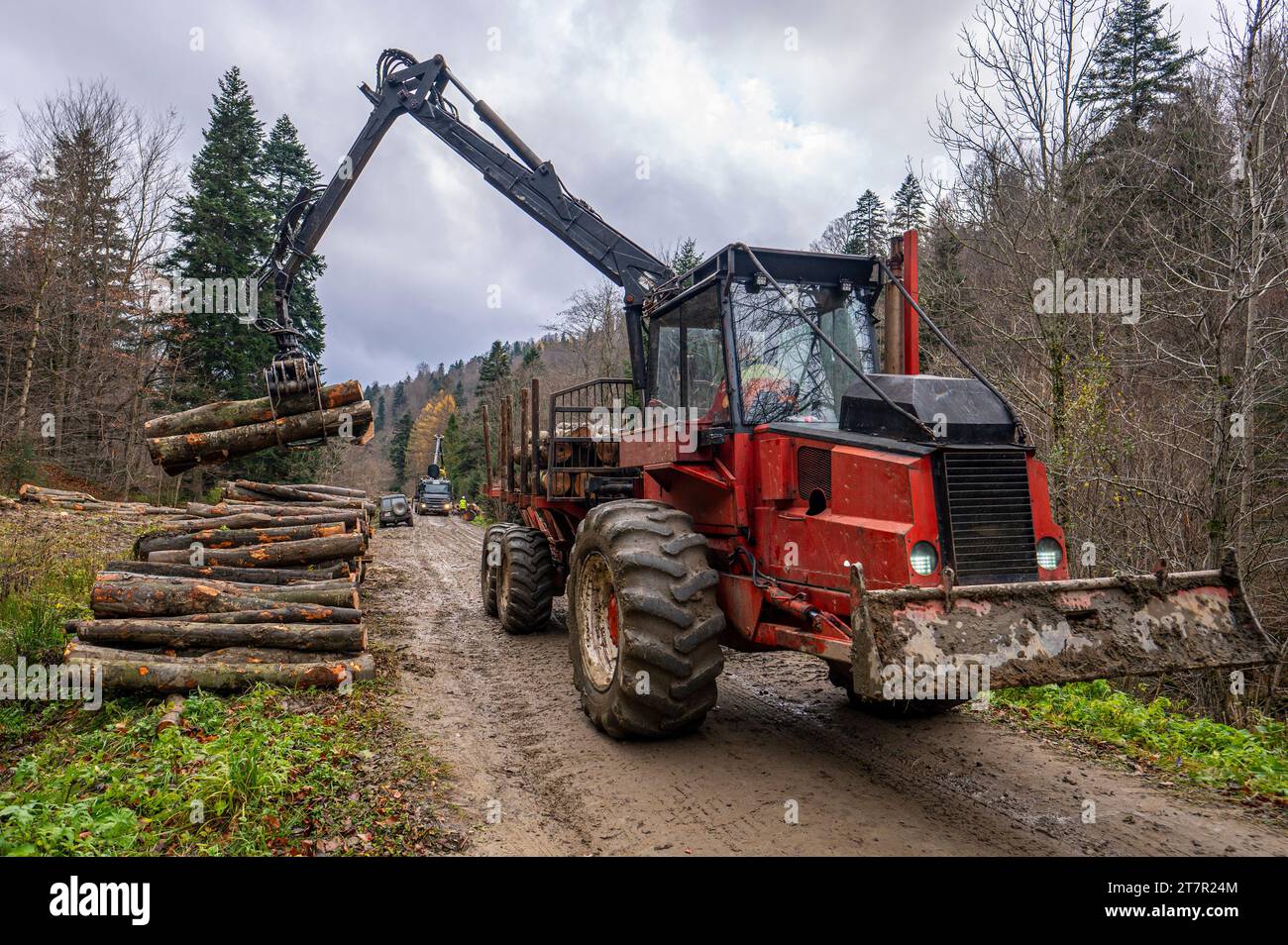 Specialized tractor forwarder folding wood in the forest. The ...