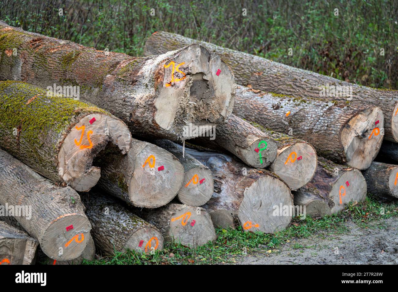 Stack of European ash (Fraxinus excelsior) wood. Carpathian Mountains ...