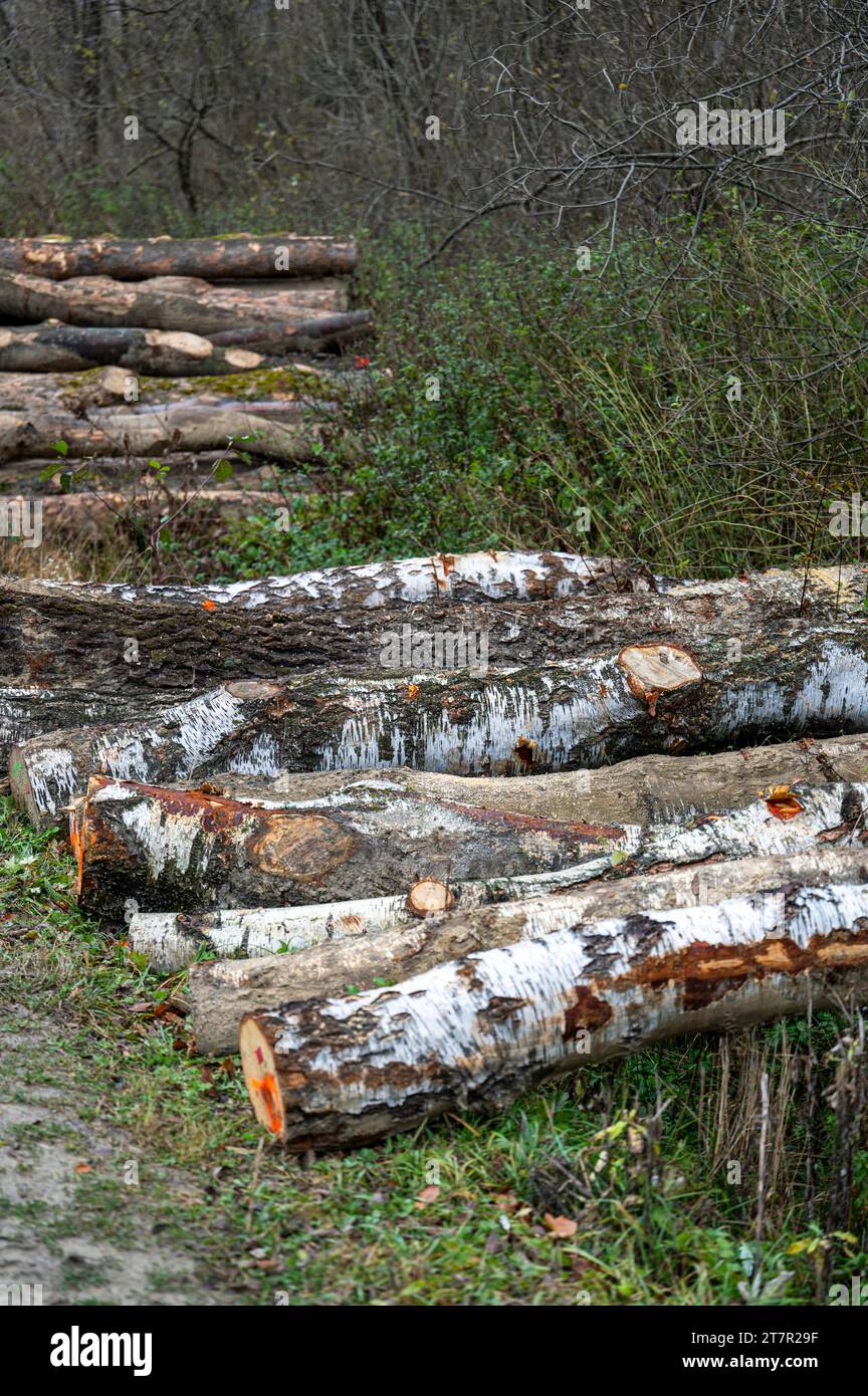 Stack of European white birch (Betula pendula) wood. Carpathian ...
