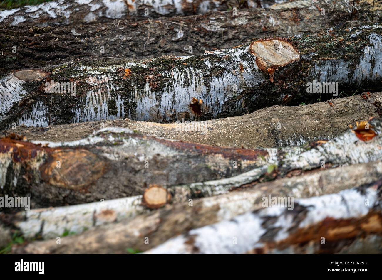 Stack of European white birch (Betula pendula) wood. Carpathian ...