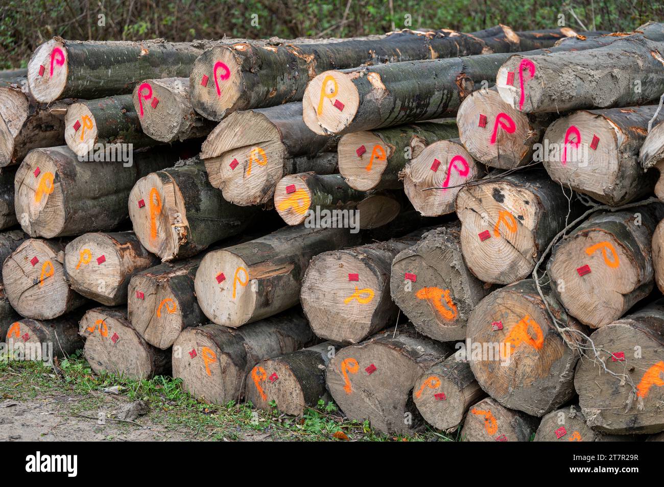 Stack of common beech (Fagus sylvatica) wood. Carpathian Mountains ...