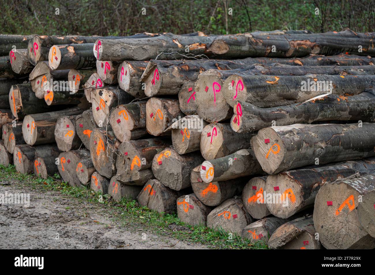 Stack of common beech (Fagus sylvatica) wood. Carpathian Mountains ...