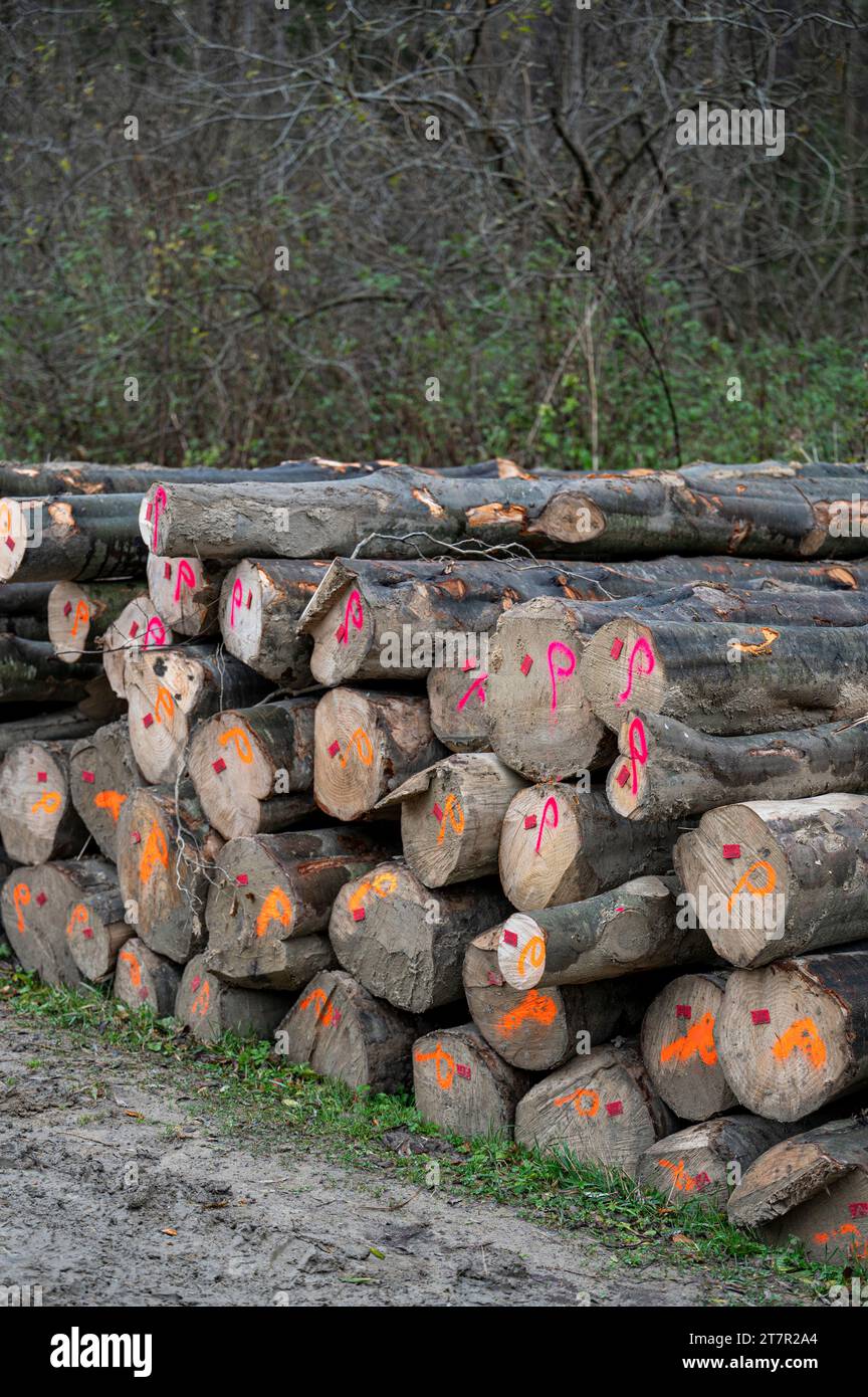Stack of common beech (Fagus sylvatica) wood. Carpathian Mountains ...