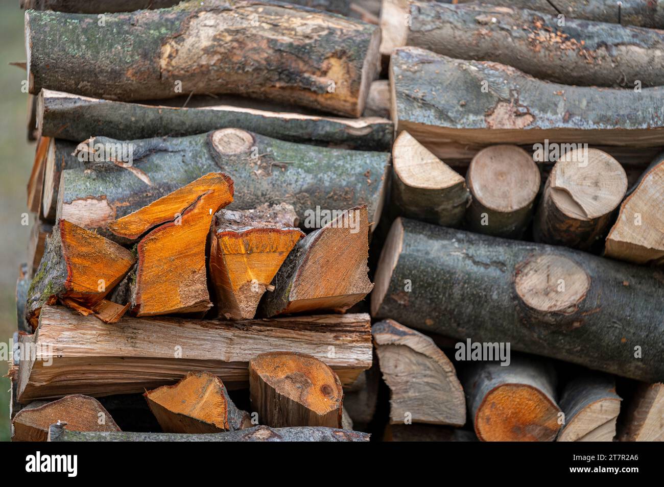 Mixed forest beech hornbeam hi-res stock photography and images - Alamy