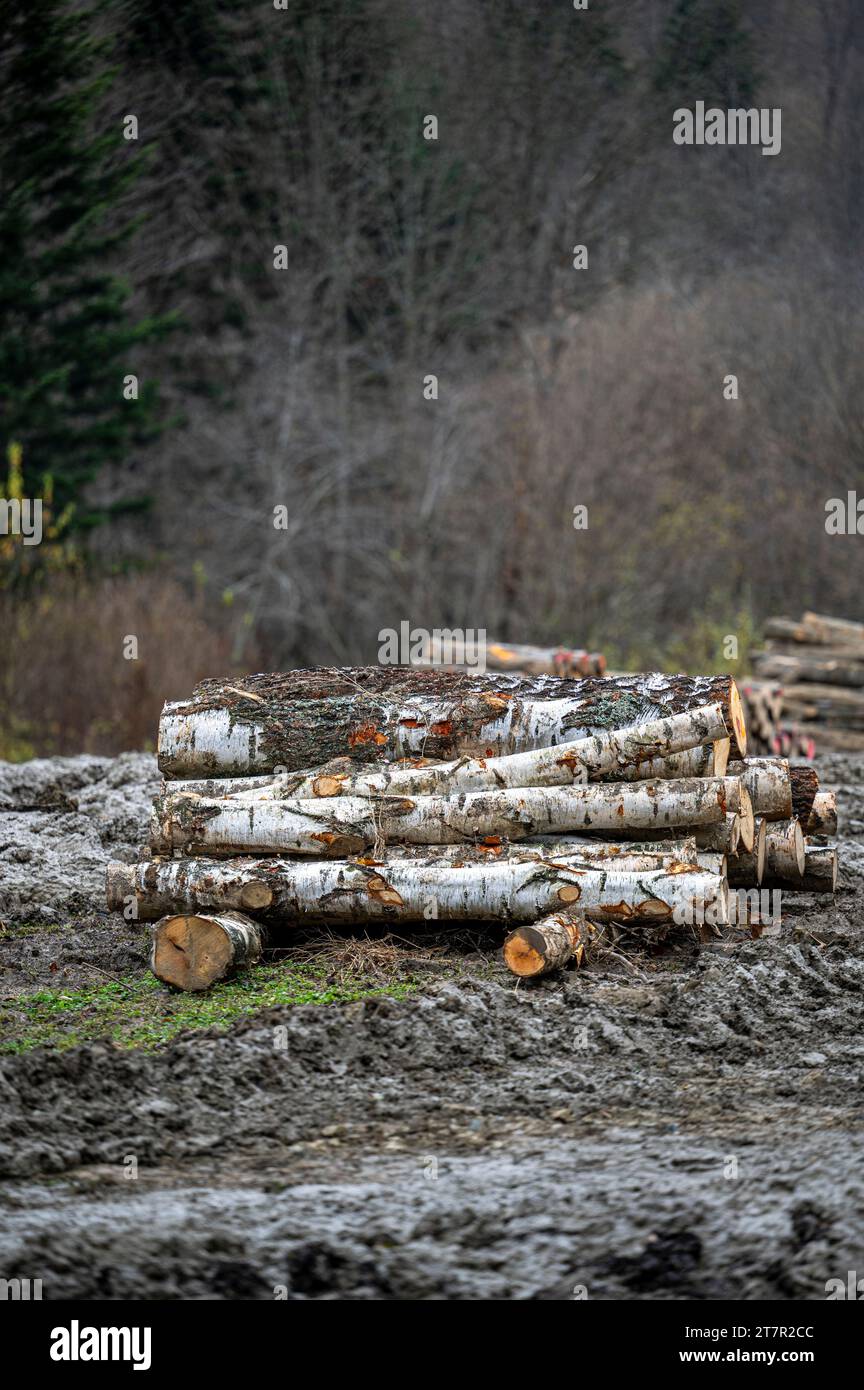 Stack of European white birch (Betula pendula) wood. Carpathian ...