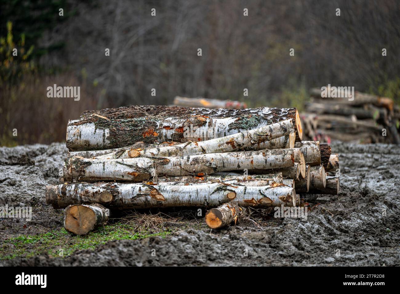 Stack of European white birch (Betula pendula) wood. Carpathian ...