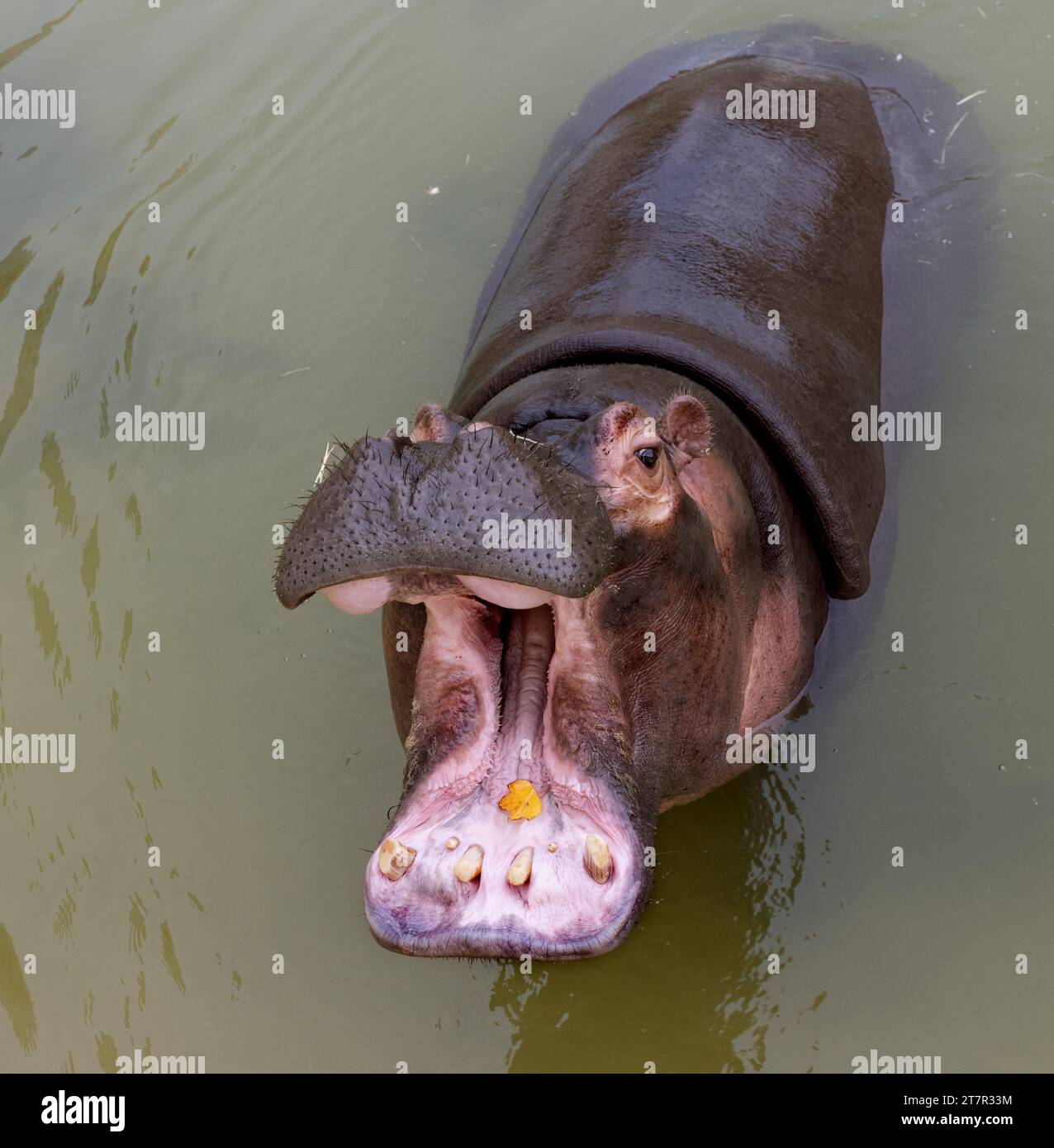 A huge hippopotamus in the water opens its mouth with sawed-off fangs ...
