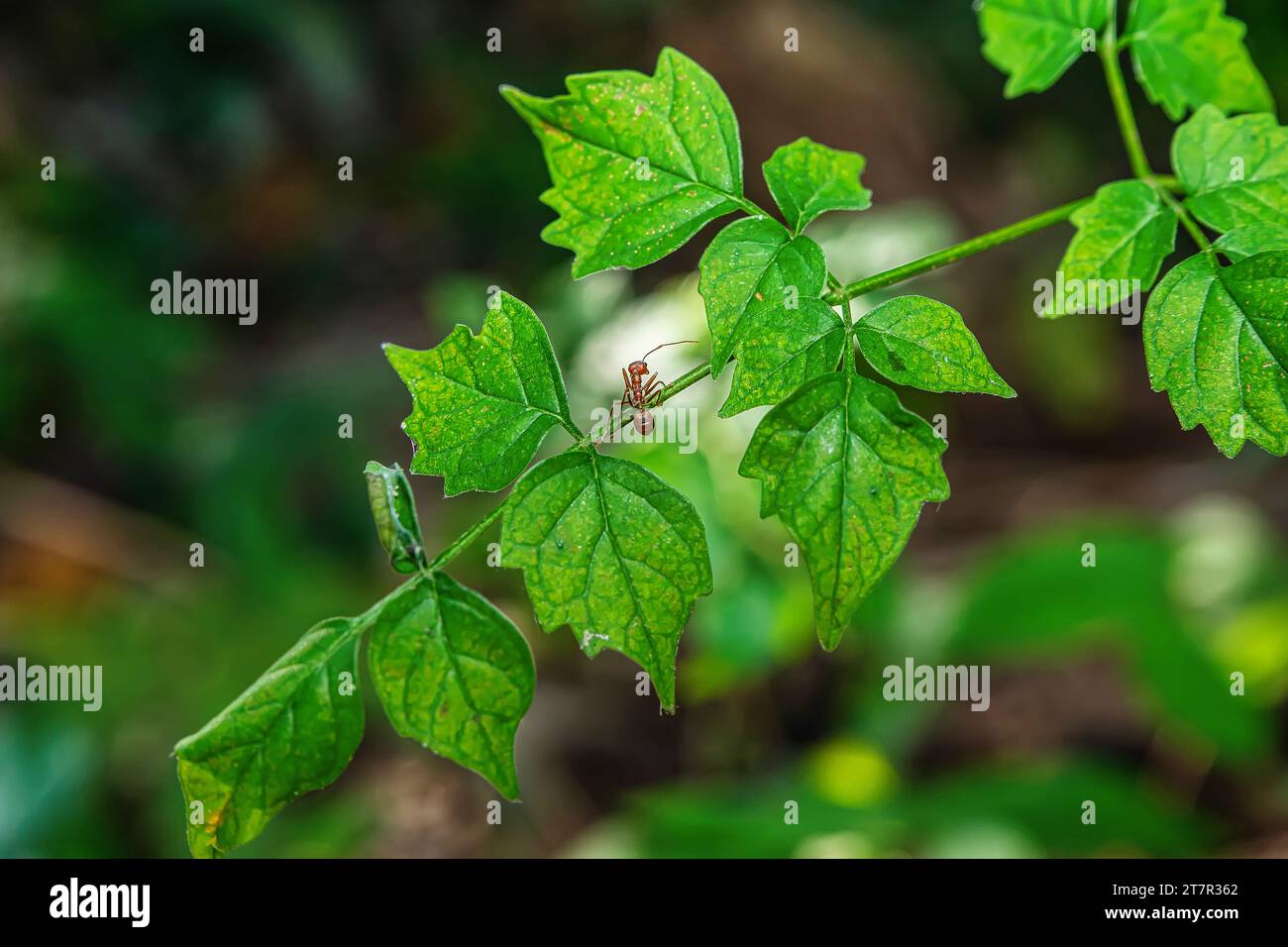 A single red ant alone walking on a leaf on a natural background Stock ...