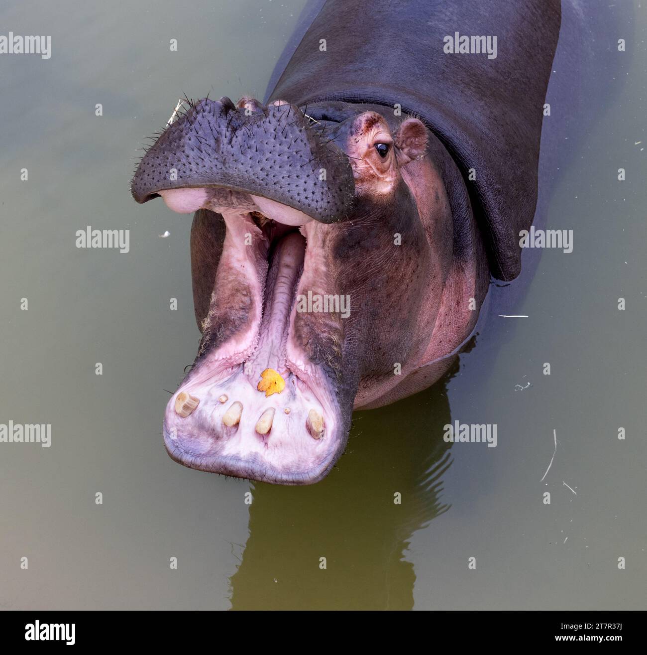 A huge hippopotamus in the water opens its mouth with sawed-off fangs ...