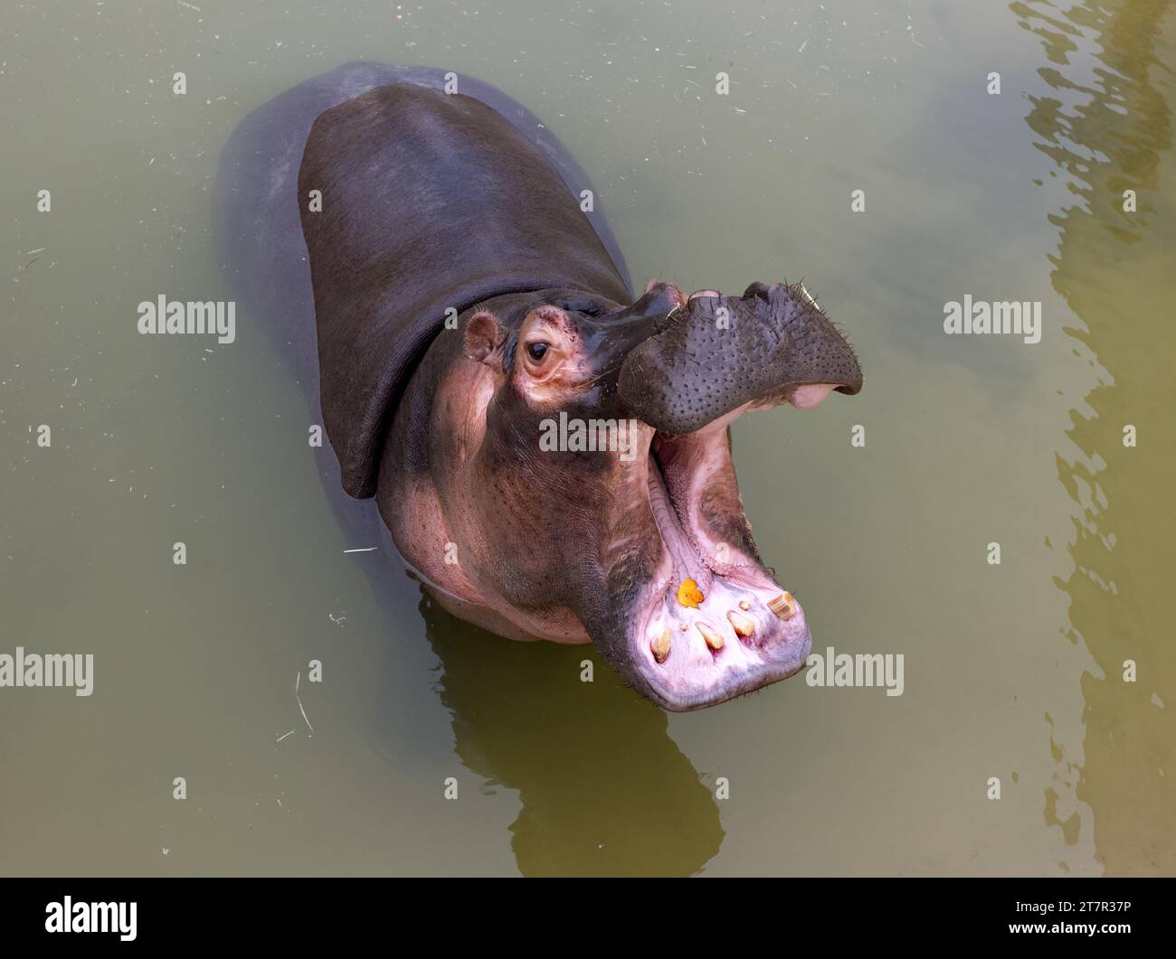 A huge hippopotamus in the water opens its mouth with sawed-off fangs ...