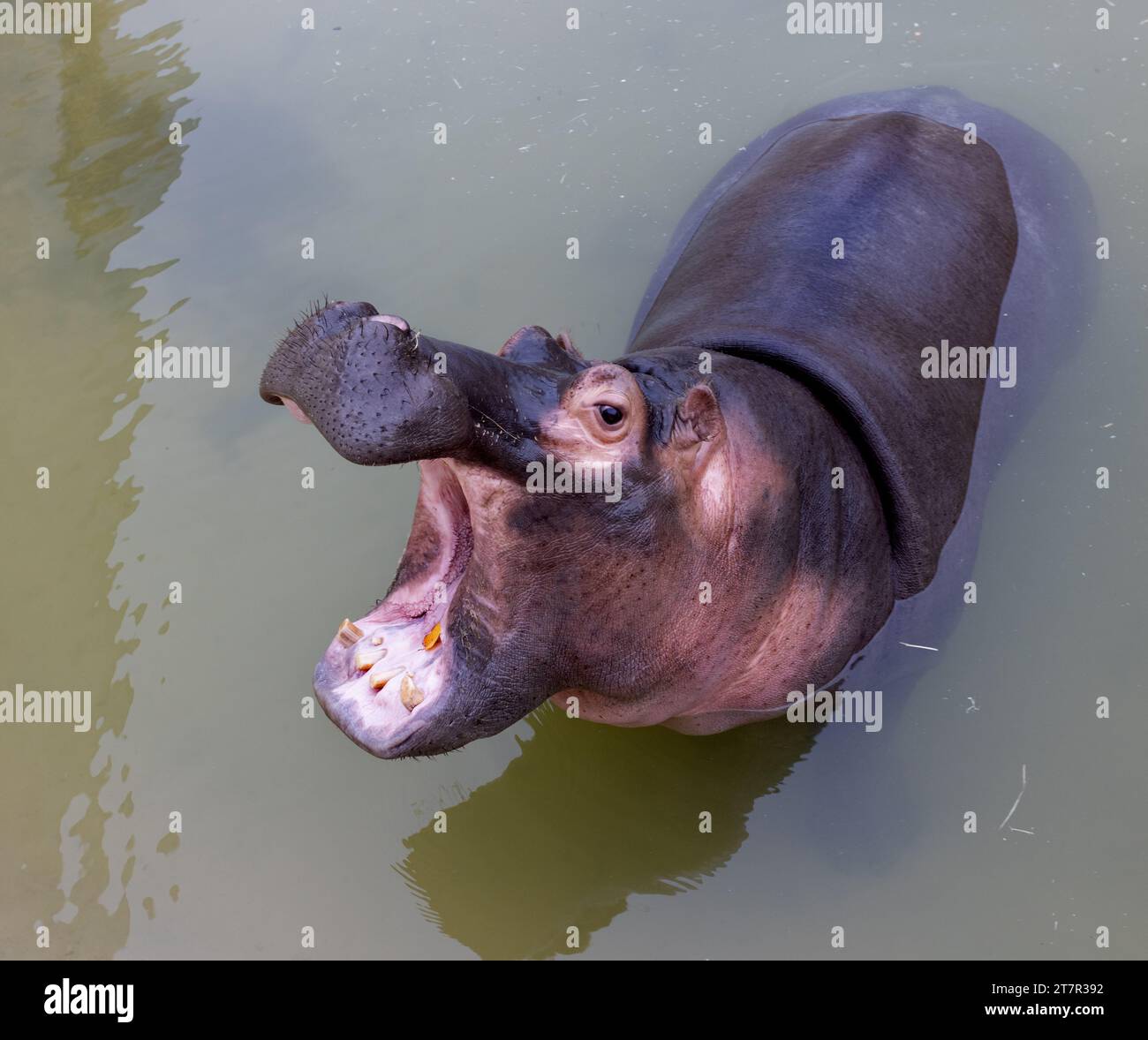 A huge hippopotamus in the water opens its mouth with sawed-off fangs ...