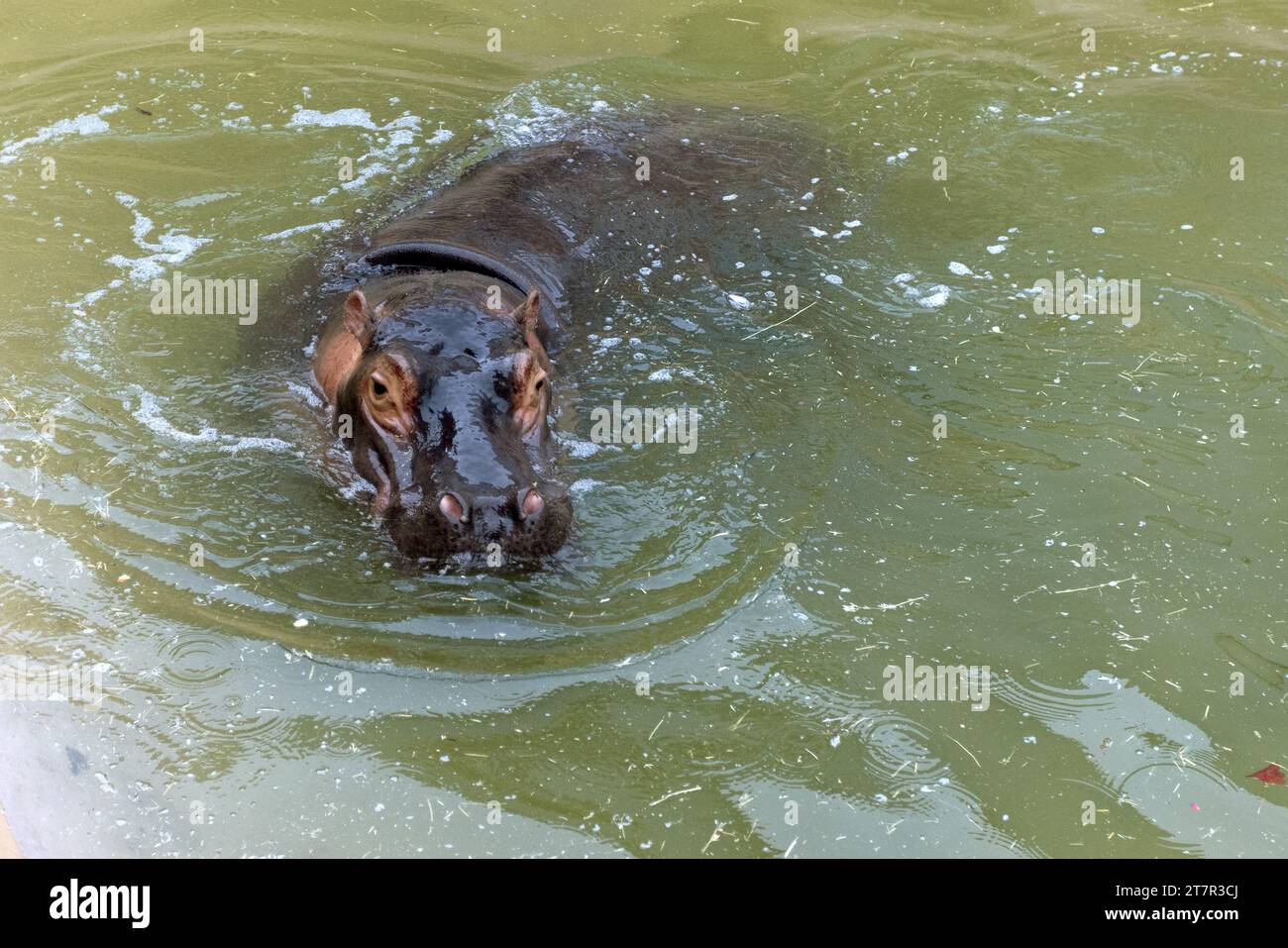 A huge hippopotamus in the water opens its mouth with sawed-off fangs ...