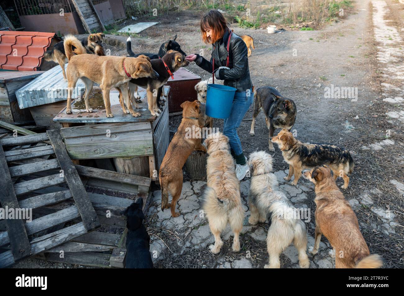 Dog at the shelter. Animal shelter volunteer takes care of dogs. Animal ...